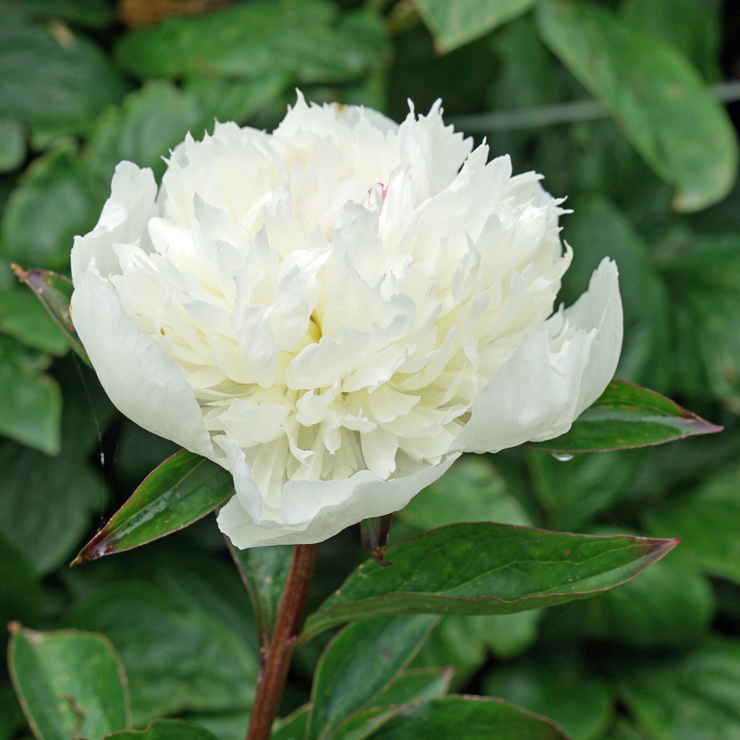 Peony Lancaster Imp | Pro 1 Stück kaufen | Fluwel